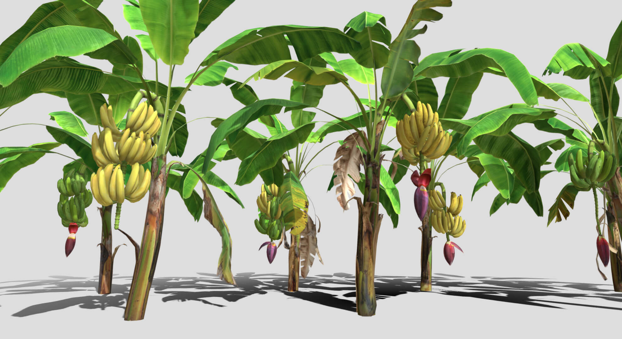 Banana Plantation - 3D Model by Buncic