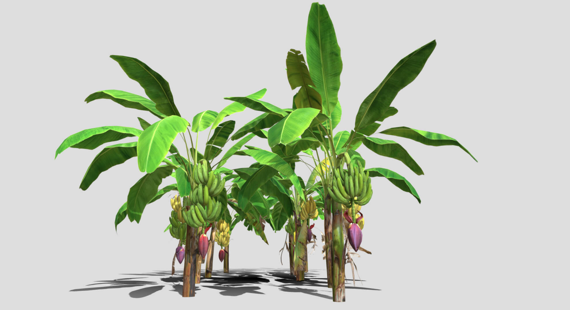Banana Plantation - 3D Model by Buncic