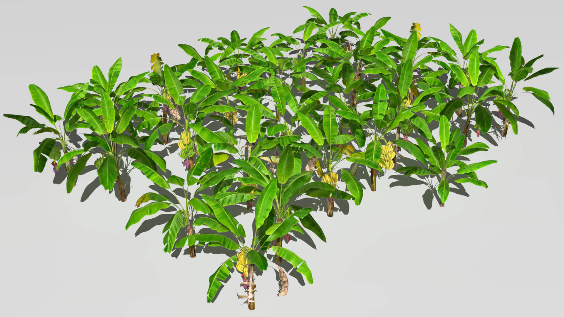 Banana Plantation - 3D Model by Buncic