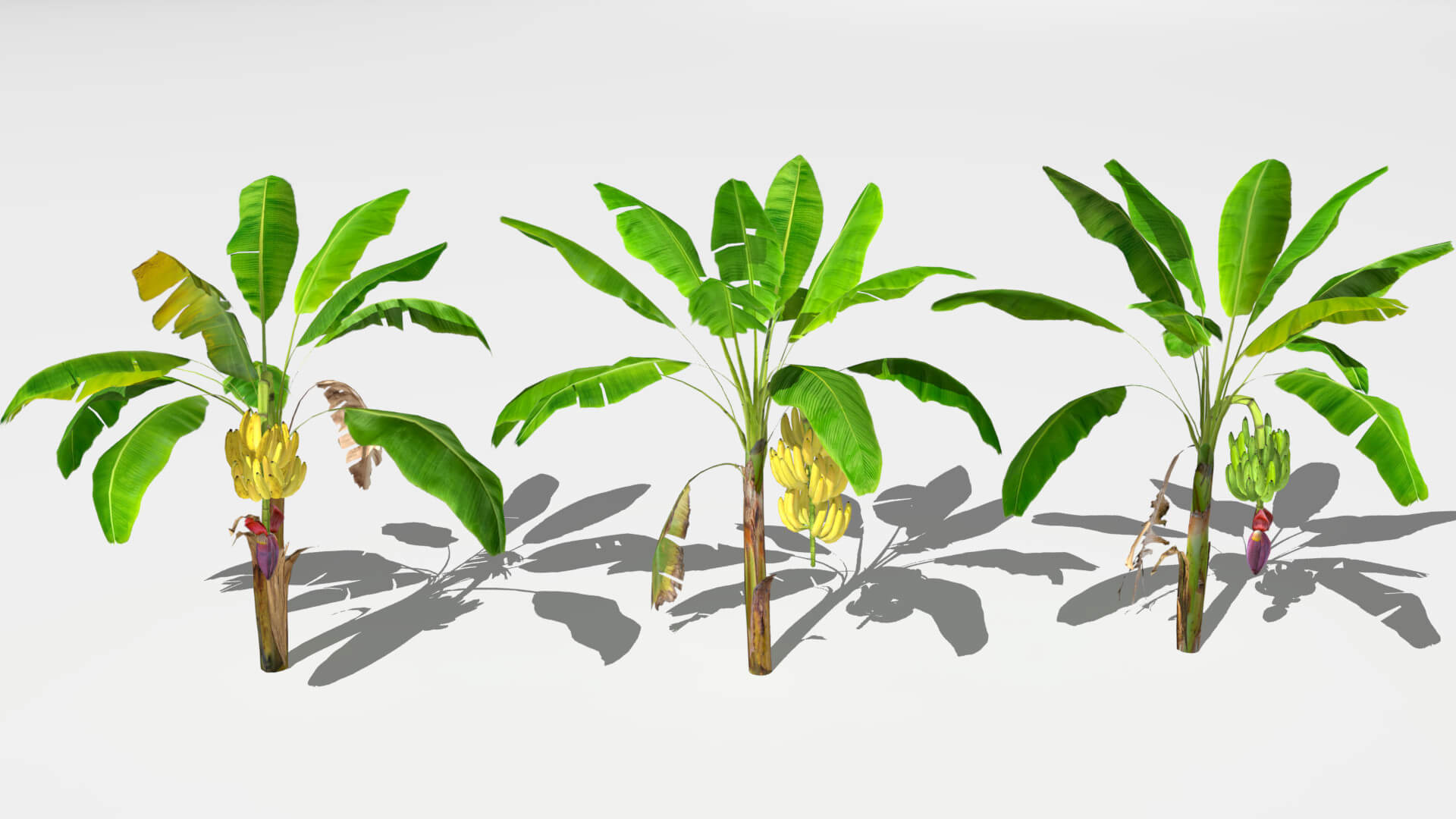 Banana Plantation - 3D Model by Buncic