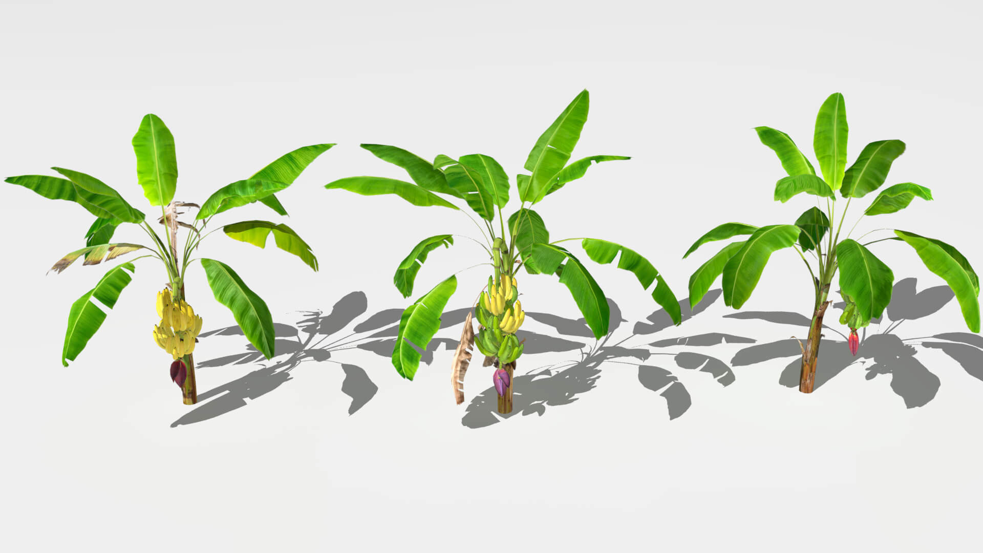 Banana Plantation - 3D Model by Buncic