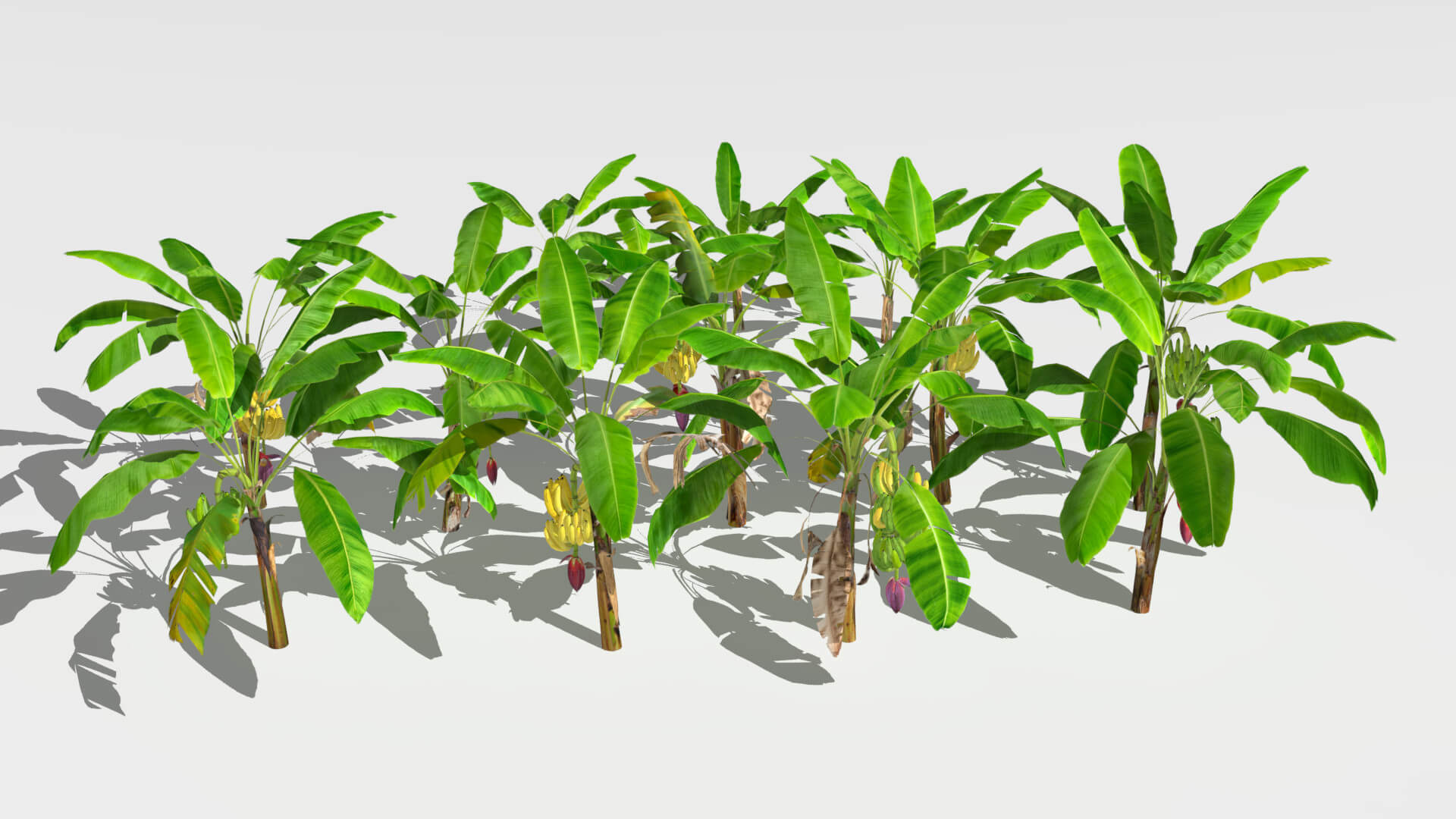 Banana Plantation - 3D Model by Buncic
