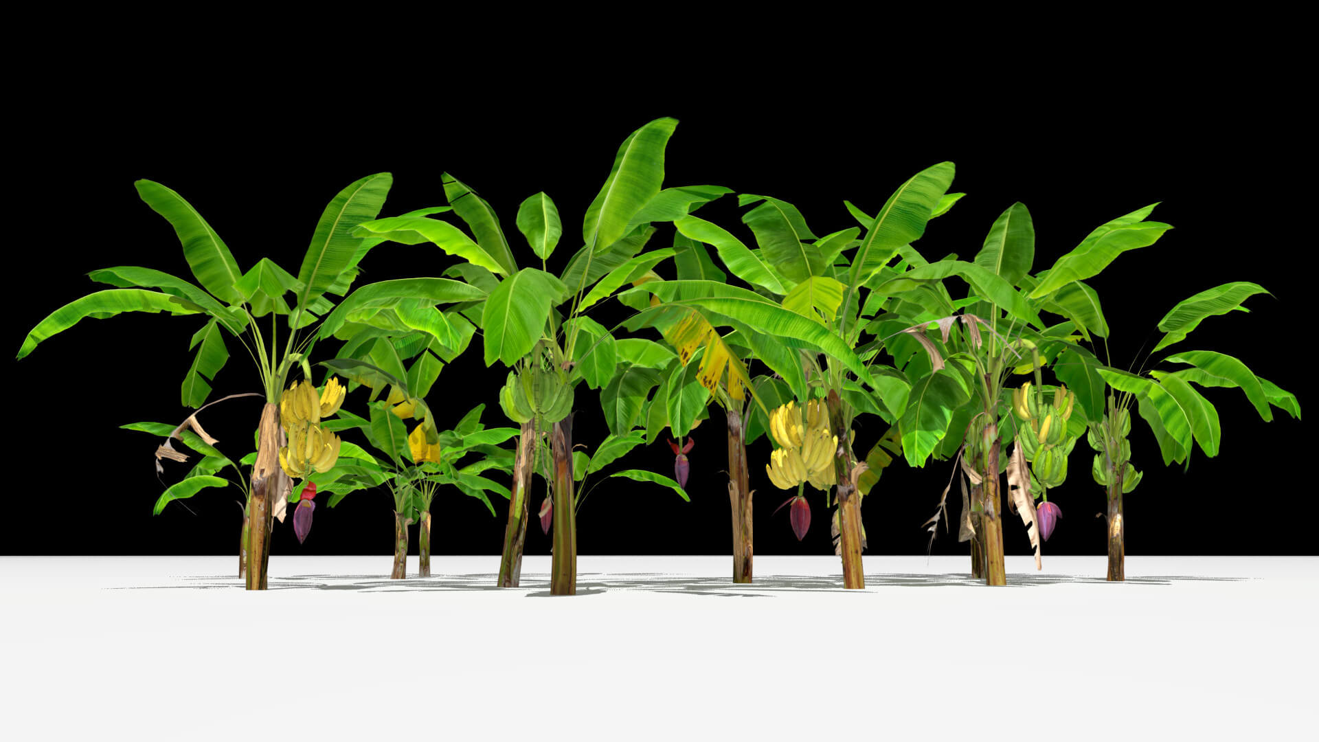 Banana Plantation - 3D Model by Buncic
