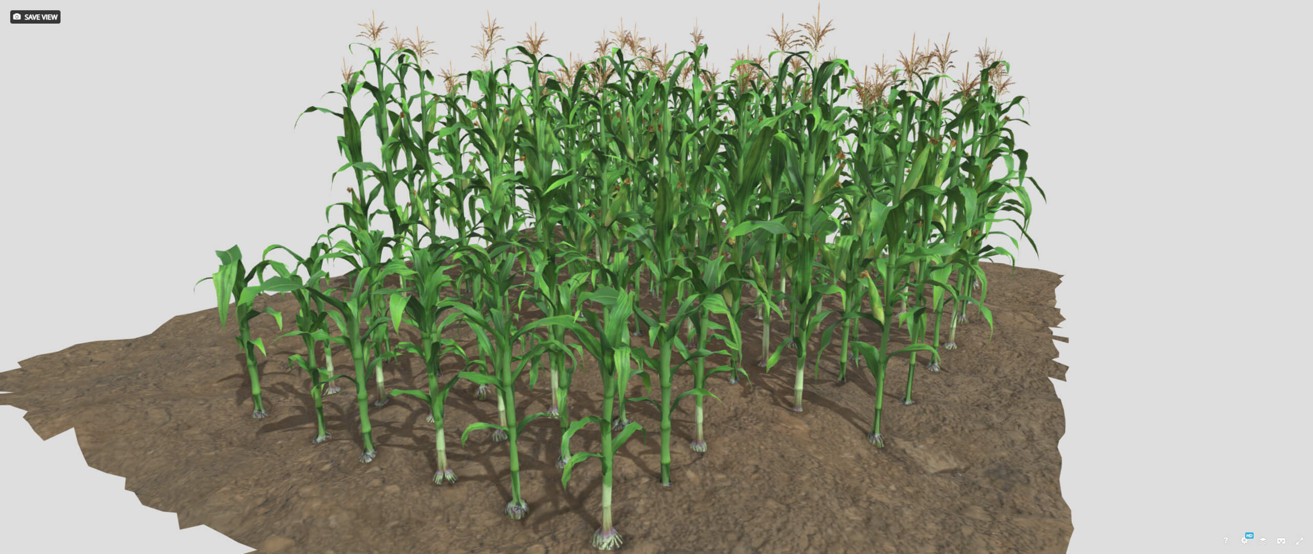 Corn Field Field - 3D Model by Buncic