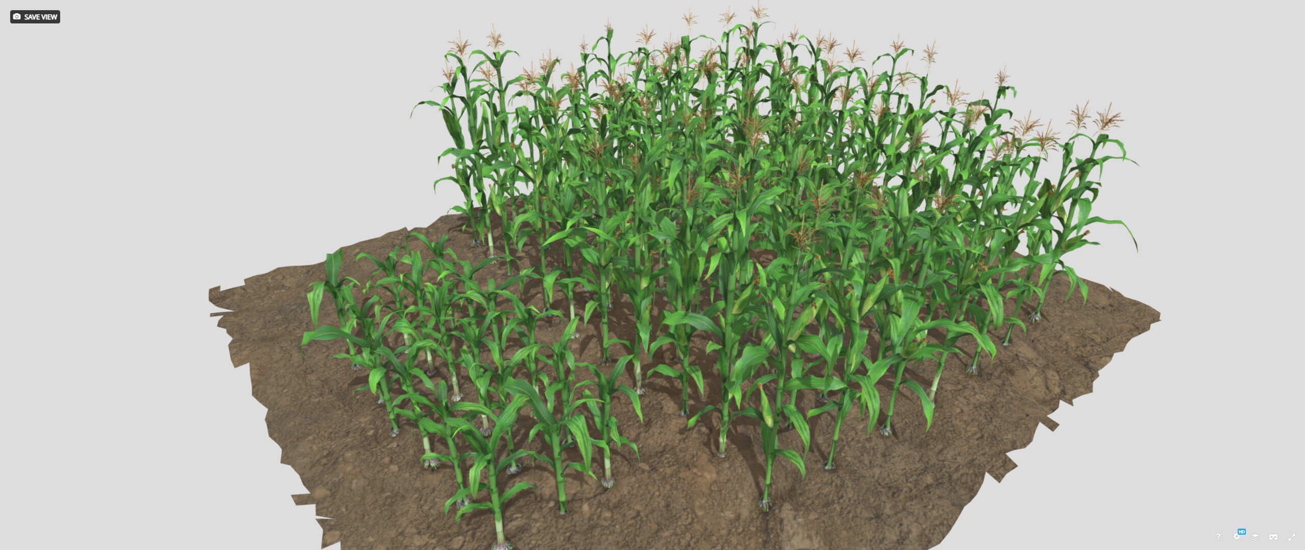Corn Field Field - 3D Model by Buncic