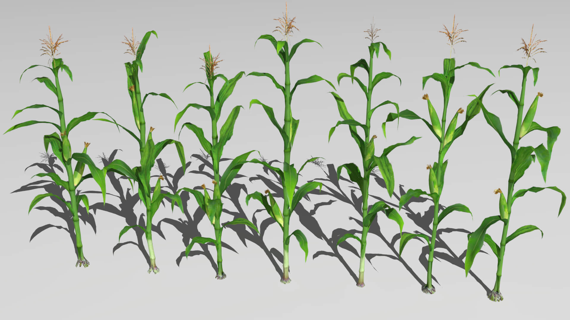 Corn Field Field - 3D Model by Buncic