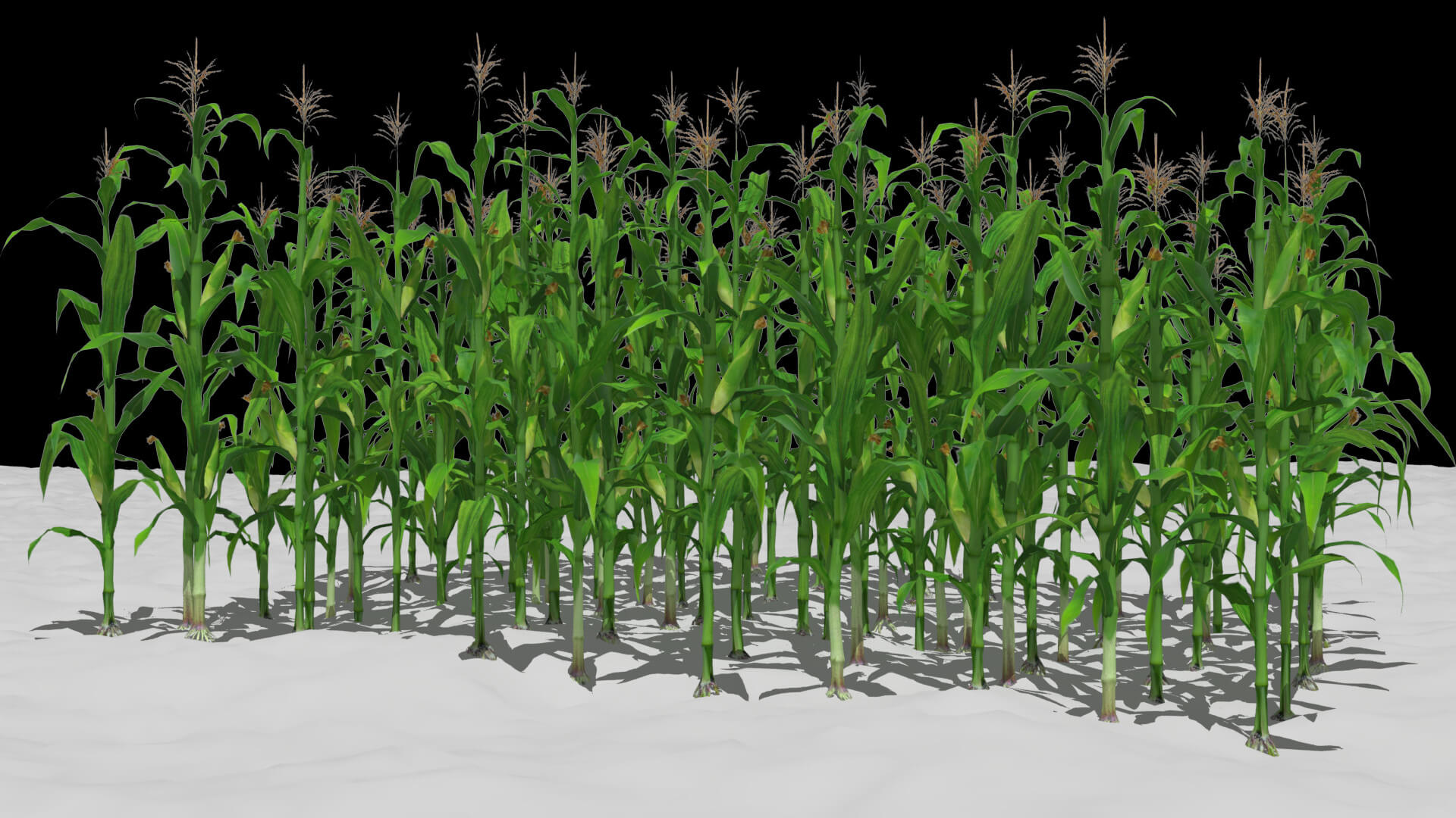Corn Field Field - 3D Model by Buncic