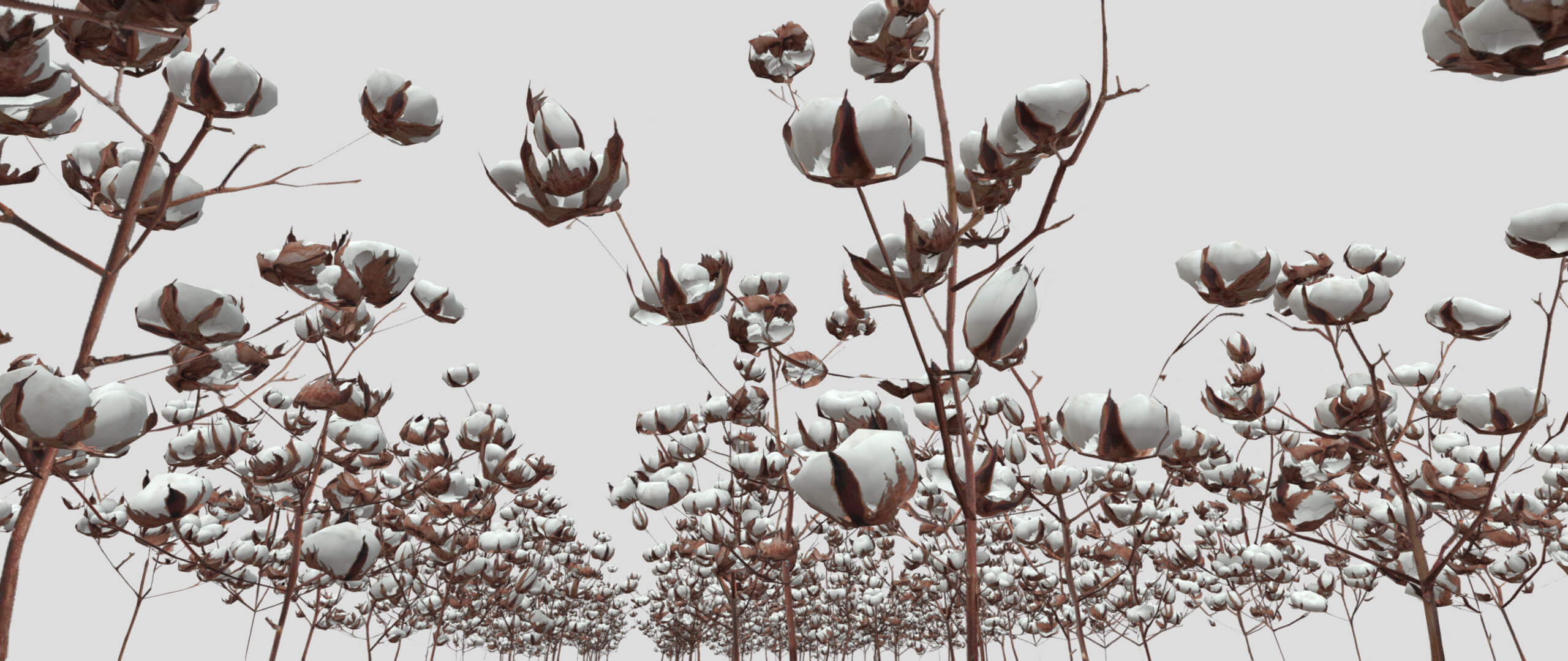 Cotton Plantation - 3D Model by Buncic