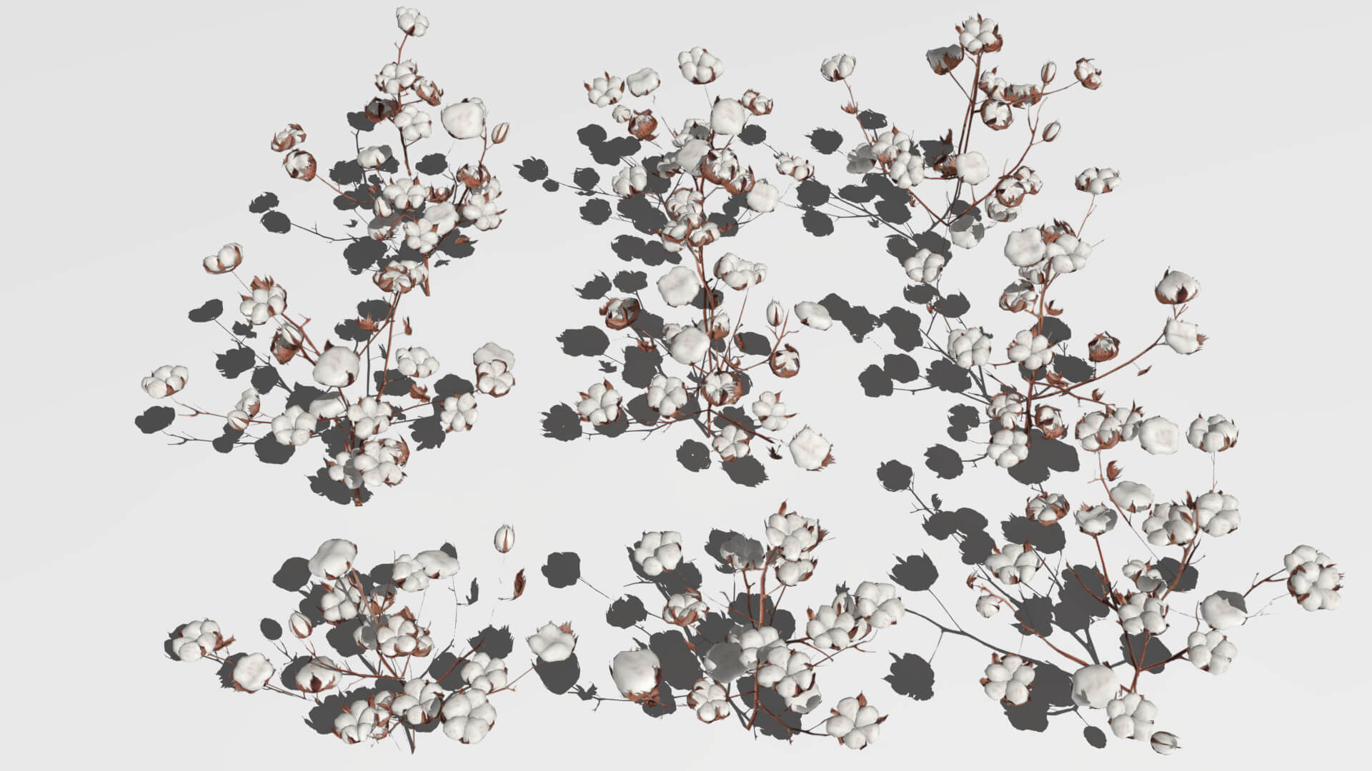 Cotton Plantation - 3D Model by Buncic