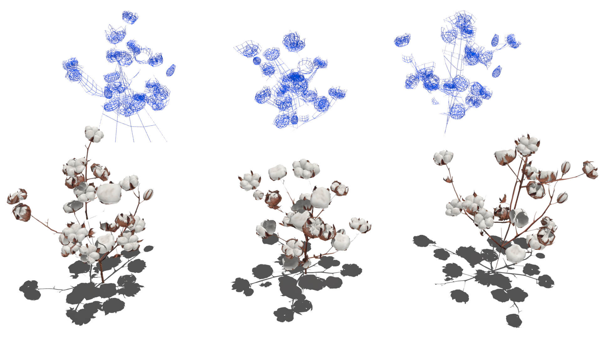 Cotton Plantation - 3D Model by Buncic