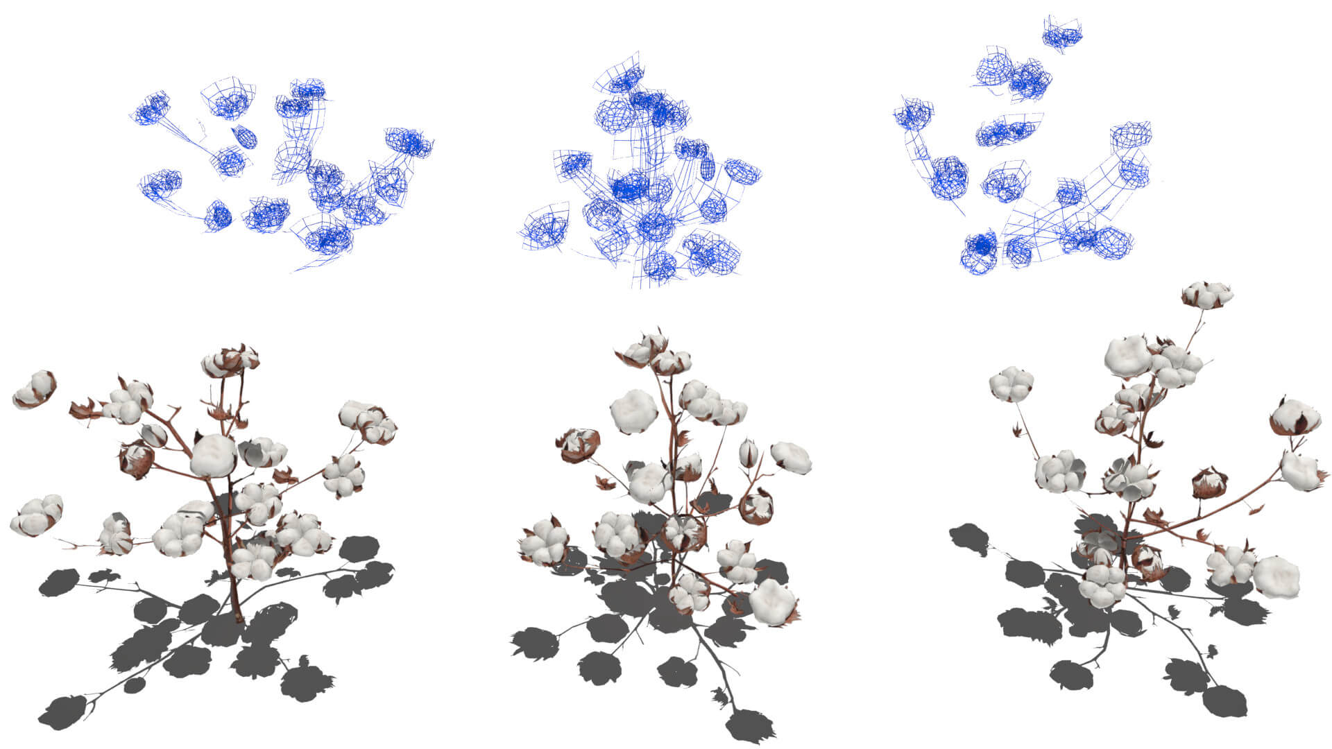 Cotton Plantation - 3D Model by Buncic