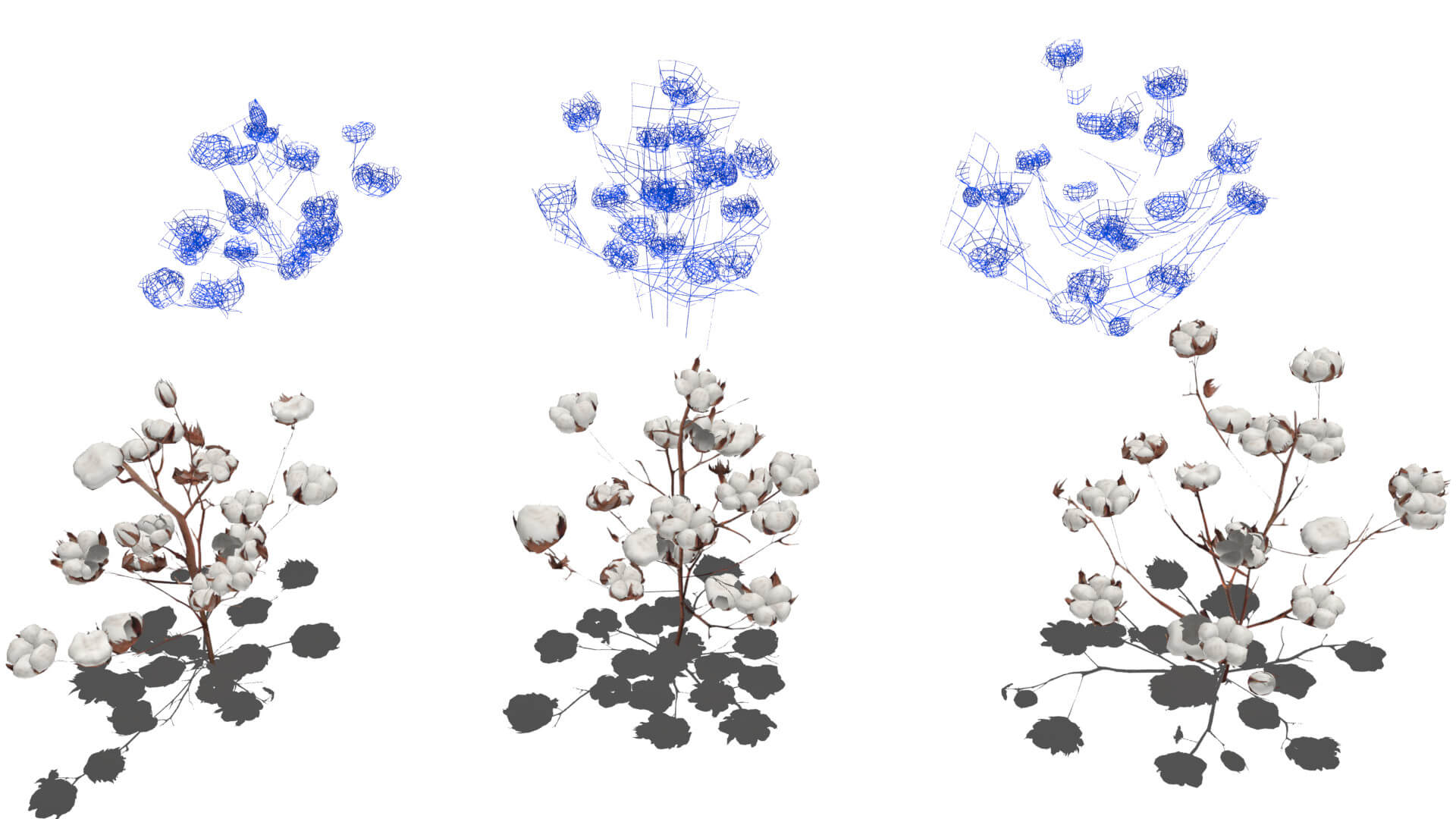 Cotton Plantation - 3D Model by Buncic
