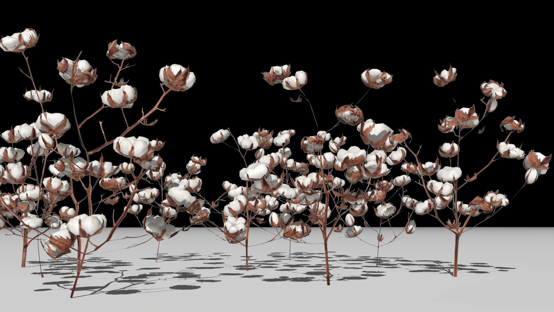 Cotton Plantation - 3D Model by Buncic