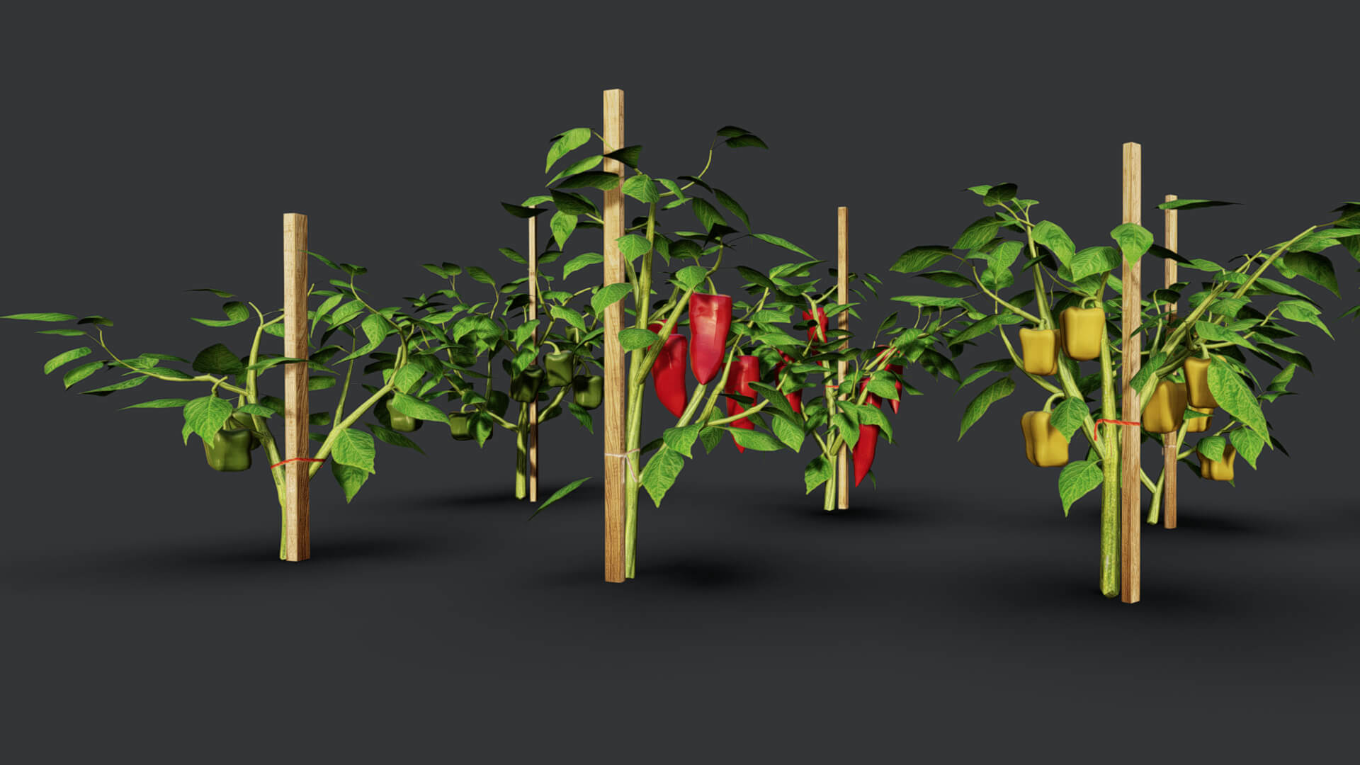 Pepper Plantation - 3D Model by Buncic
