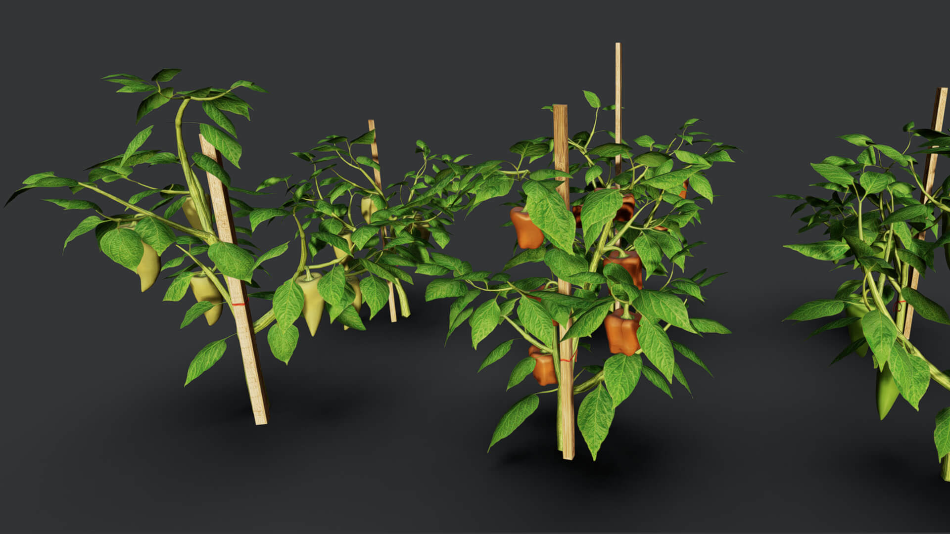 Pepper Plantation - 3D Model by Buncic