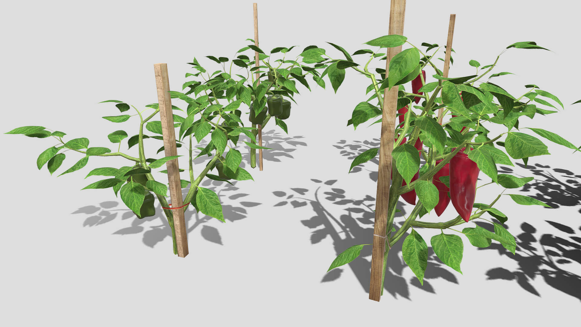 Pepper Plantation - 3D Model by Buncic