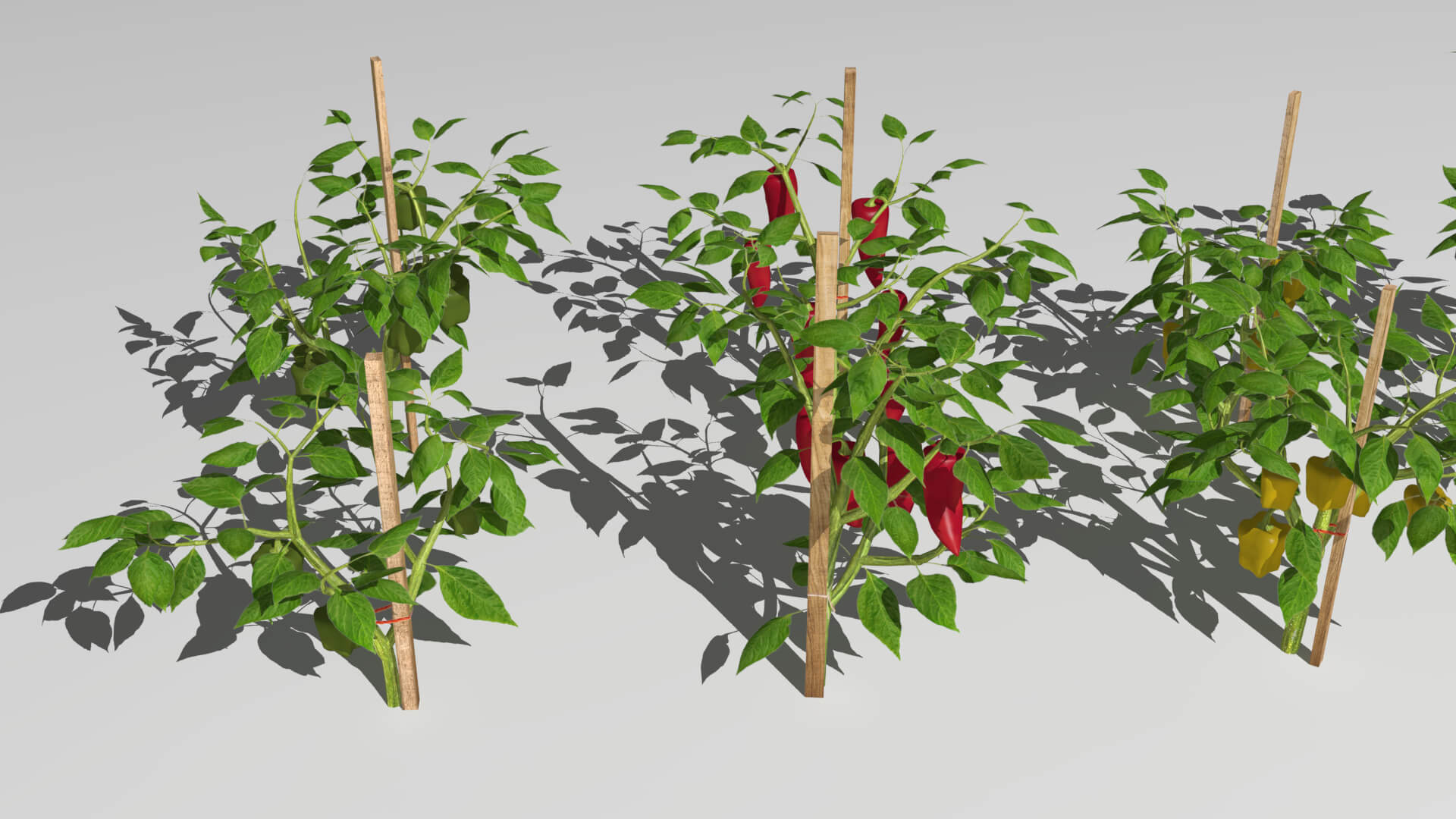 Pepper Plantation - 3D Model by Buncic