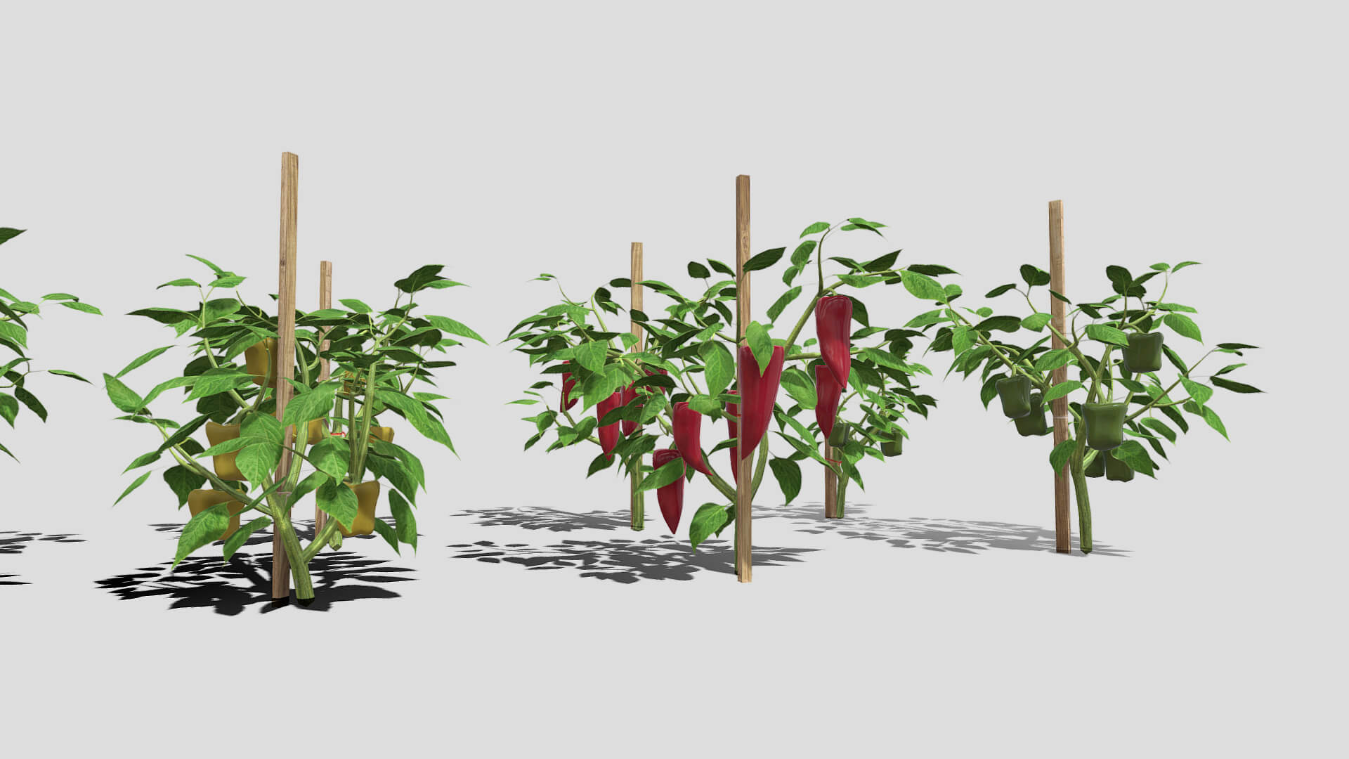 Pepper Plantation - 3D Model by Buncic