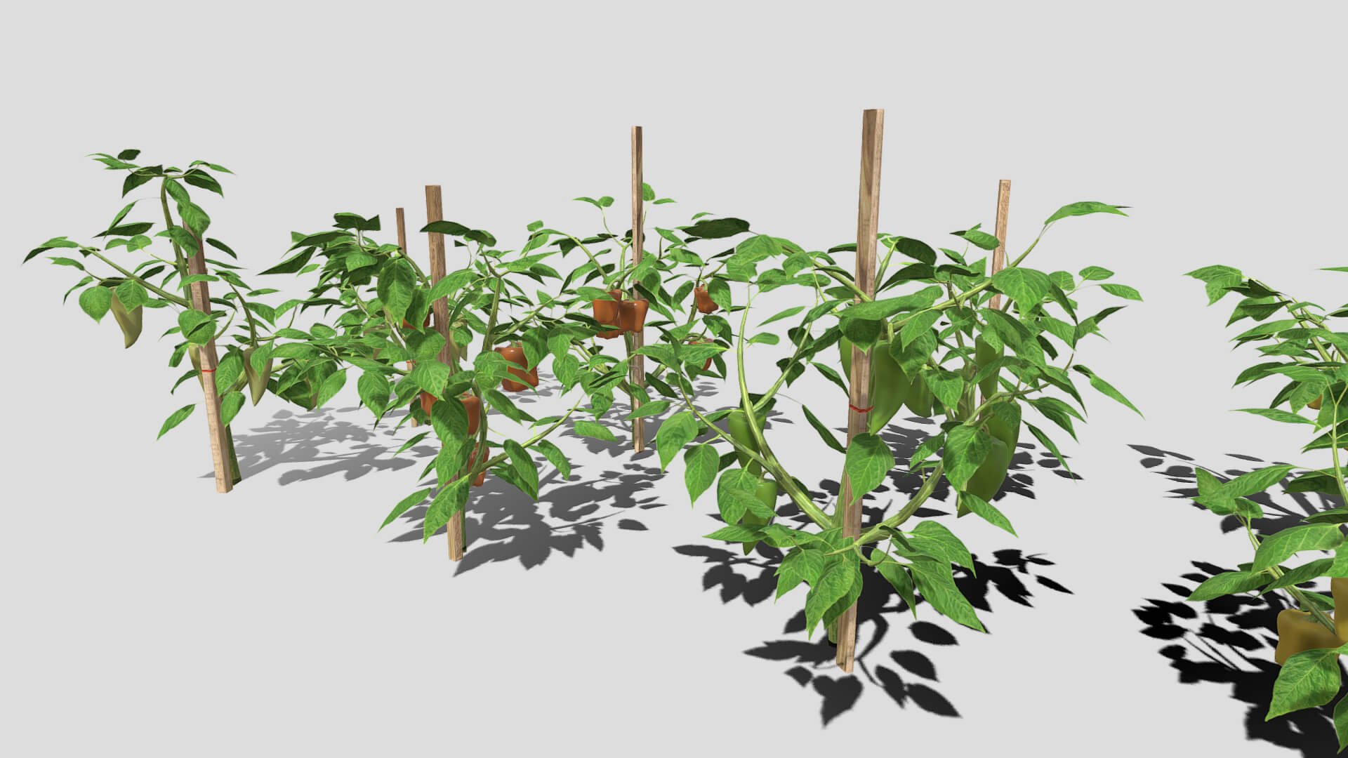 Pepper Plantation - 3D Model by Buncic