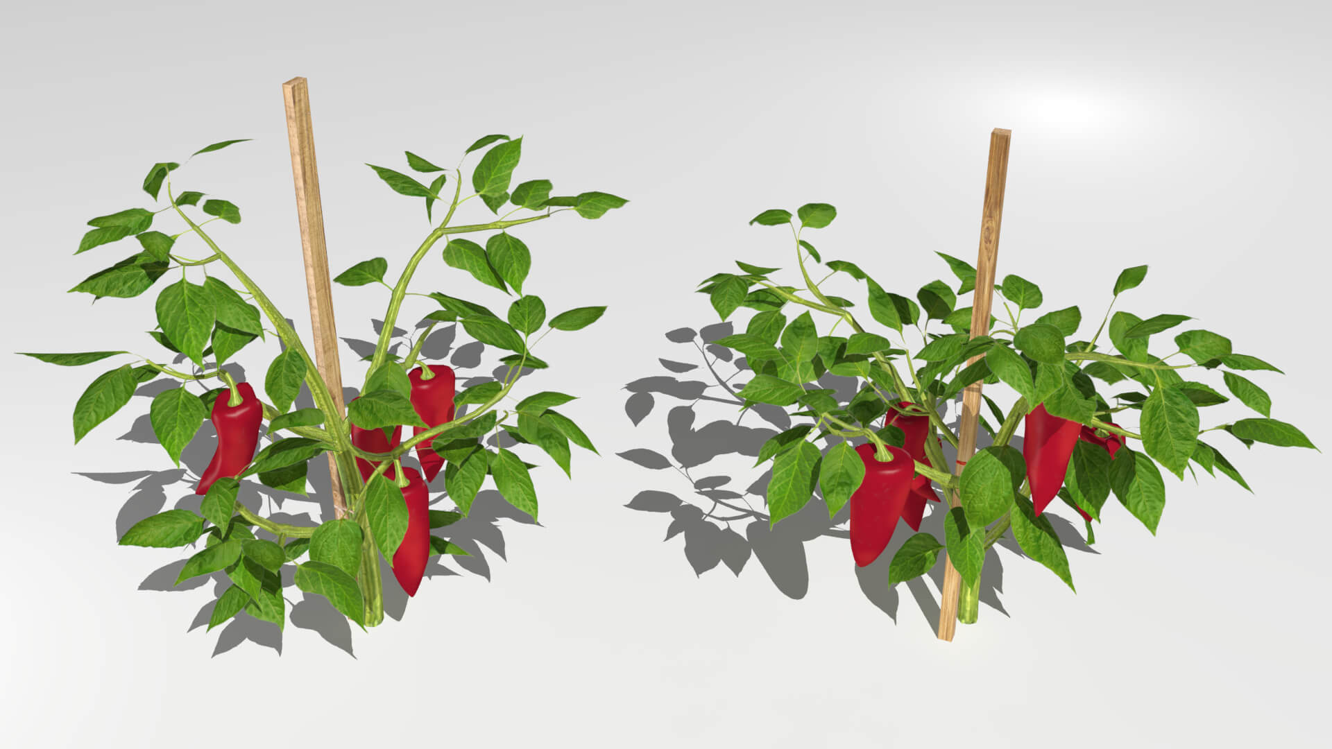 Pepper Plantation - 3D Model by Buncic