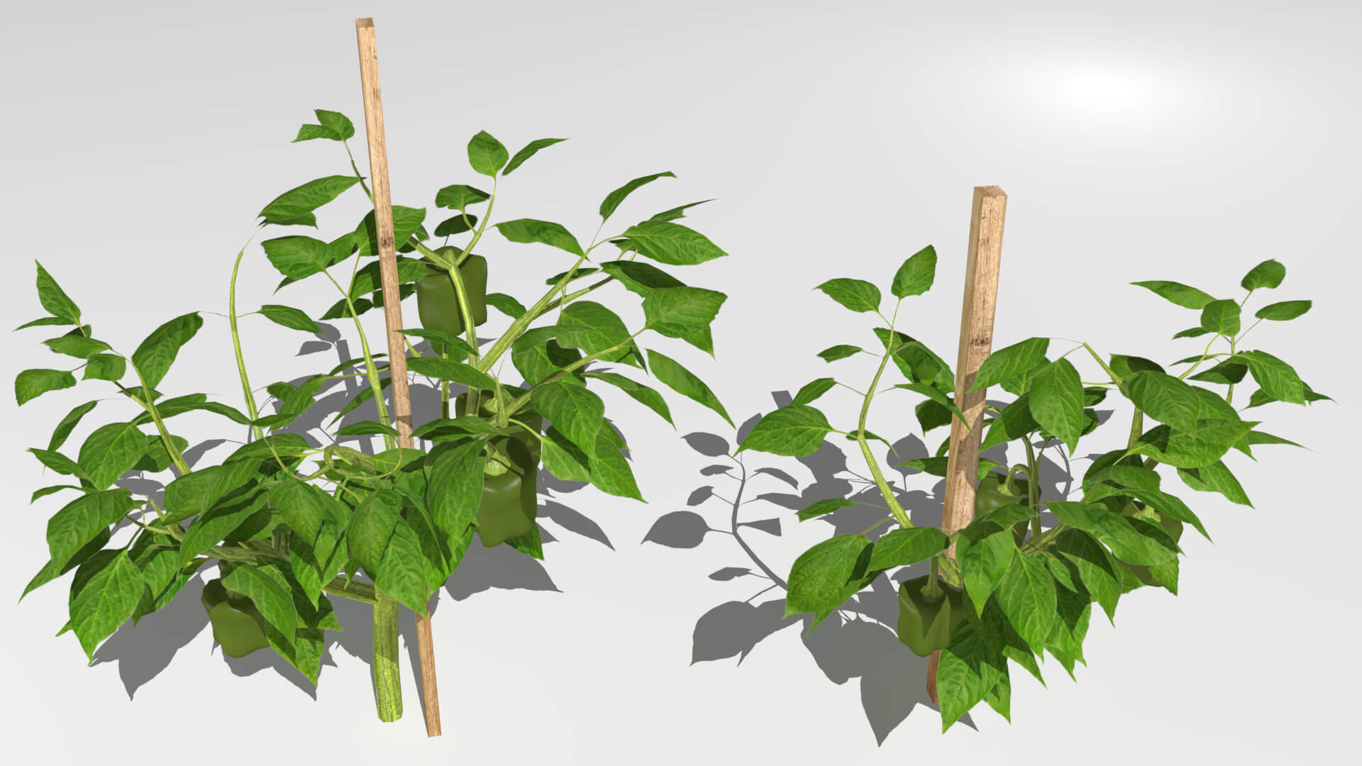 Pepper Plantation - 3D Model by Buncic