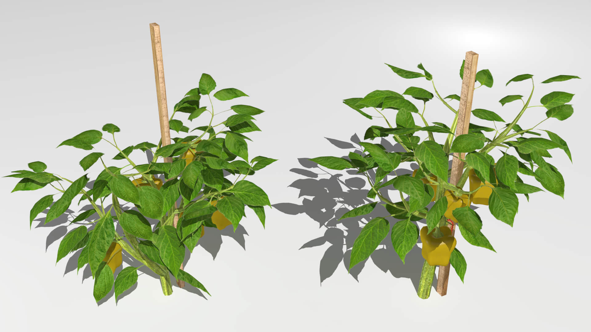 Pepper Plantation - 3D Model by Buncic