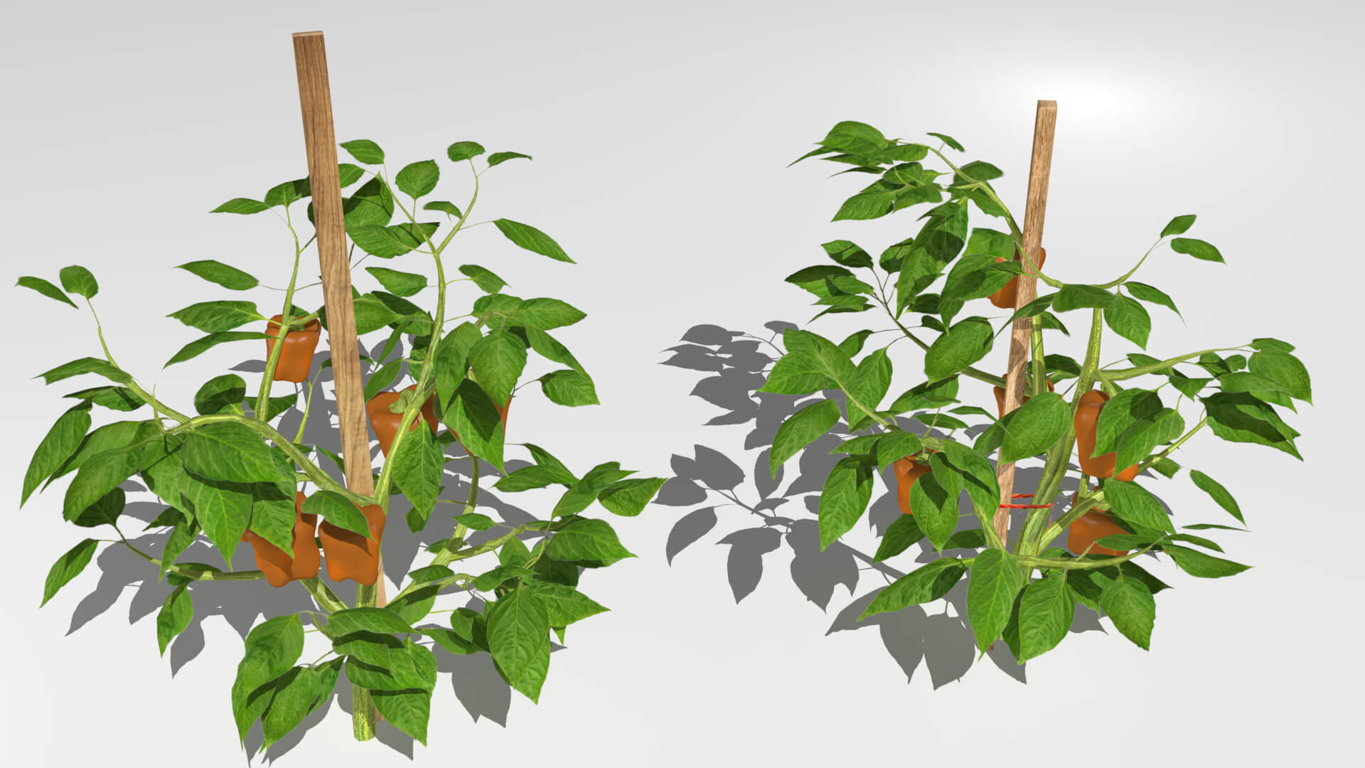 Pepper Plantation - 3D Model by Buncic