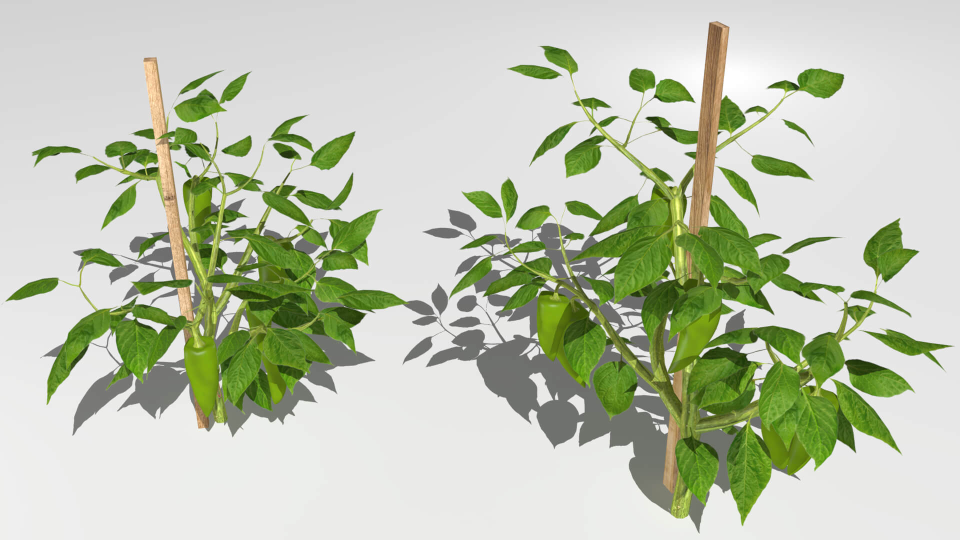 Pepper Plantation - 3D Model by Buncic