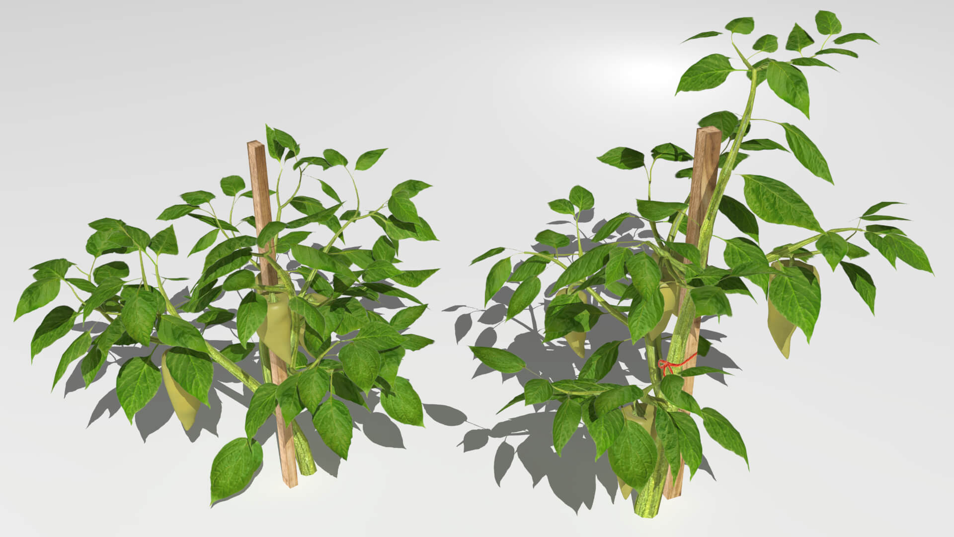 Pepper Plantation - 3D Model by Buncic