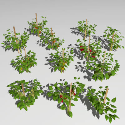 Pepper Plantation - 3D Model by Buncic
