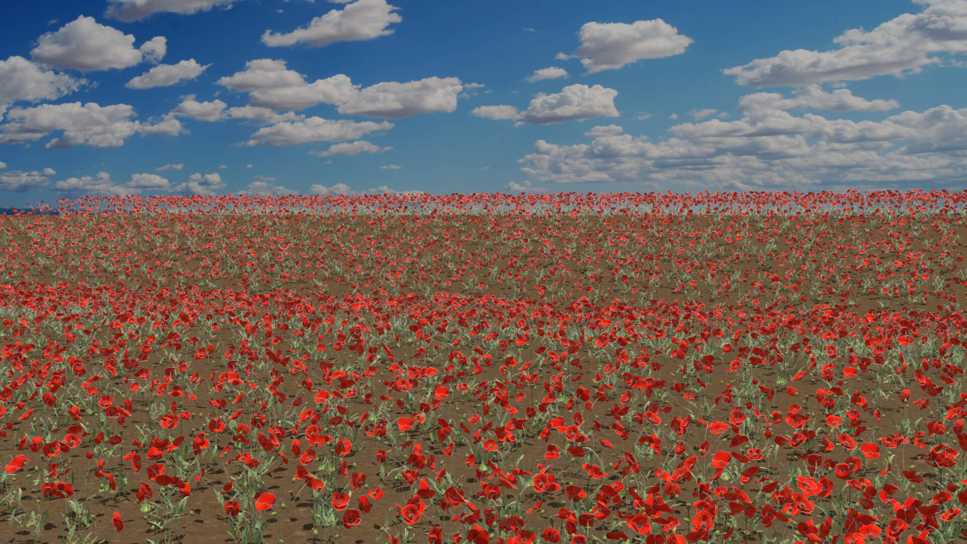 Poppy Field Flowers - 3D Model by Buncic