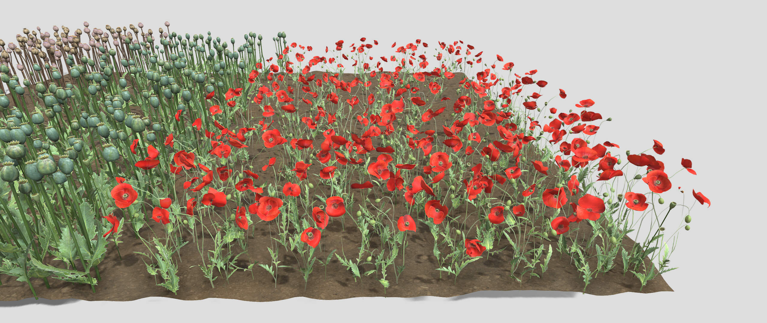 Poppy Field Flowers - 3D Model by Buncic
