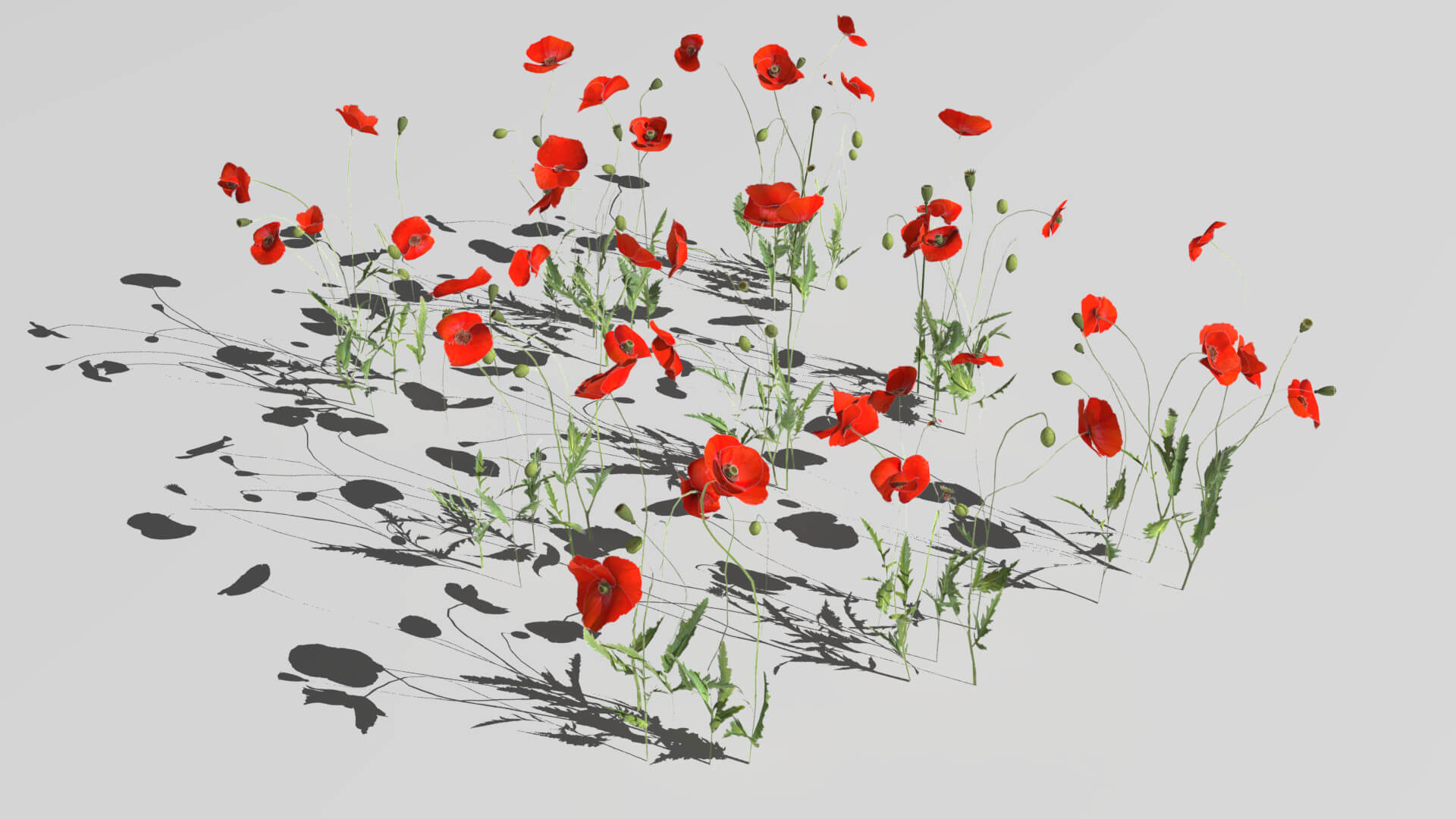 Poppy Field Flowers - 3D Model by Buncic