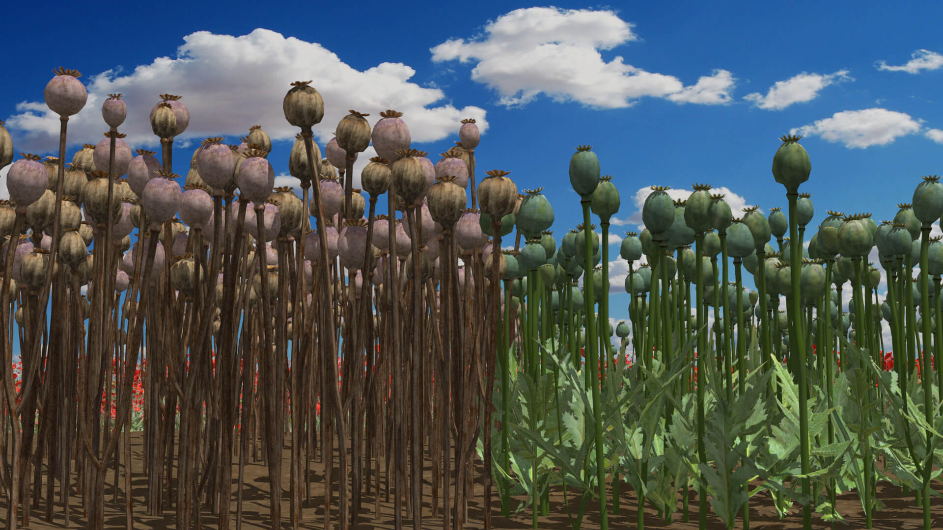 Poppy Field Flowers - 3D Model by Buncic