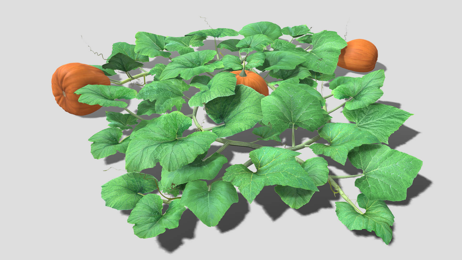 Pumpkin Plantation - 3D Model by Buncic