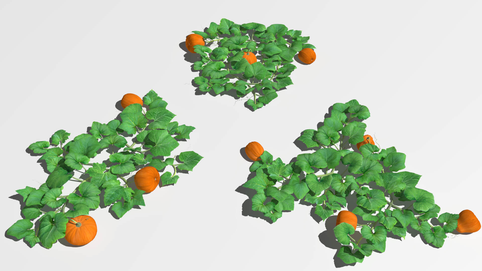 Pumpkin Plantation - 3D Model by Buncic