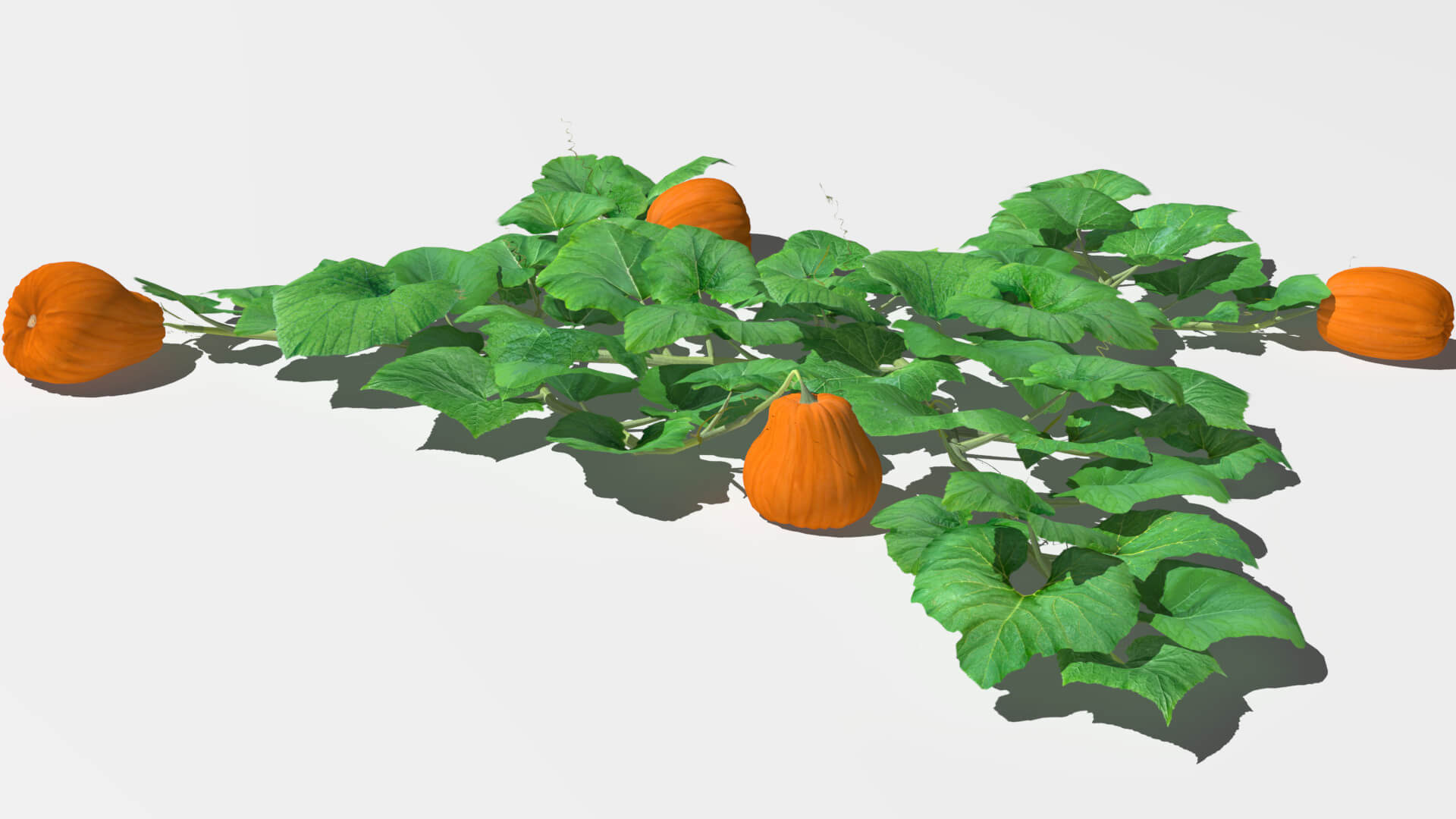 Pumpkin Plantation - 3D Model by Buncic