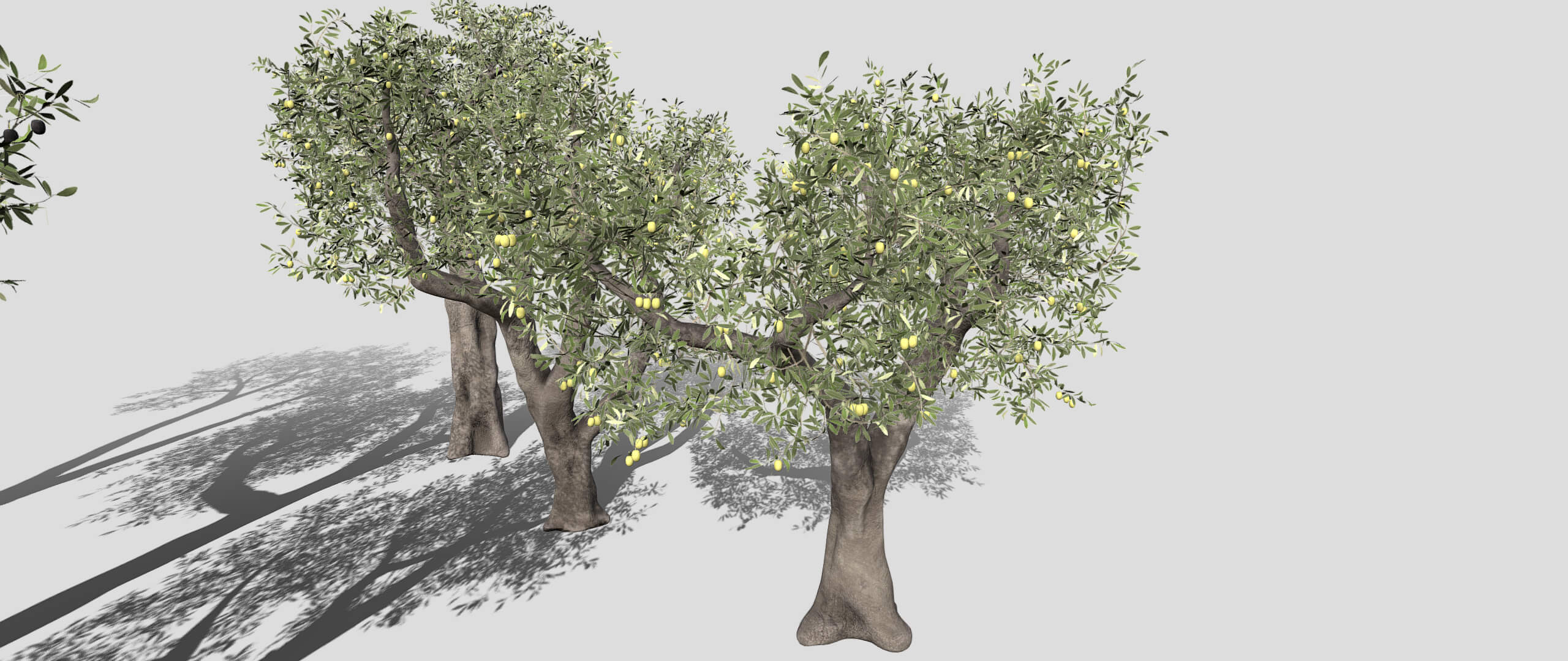 Six Olive Trees - 3D Model by Buncic
