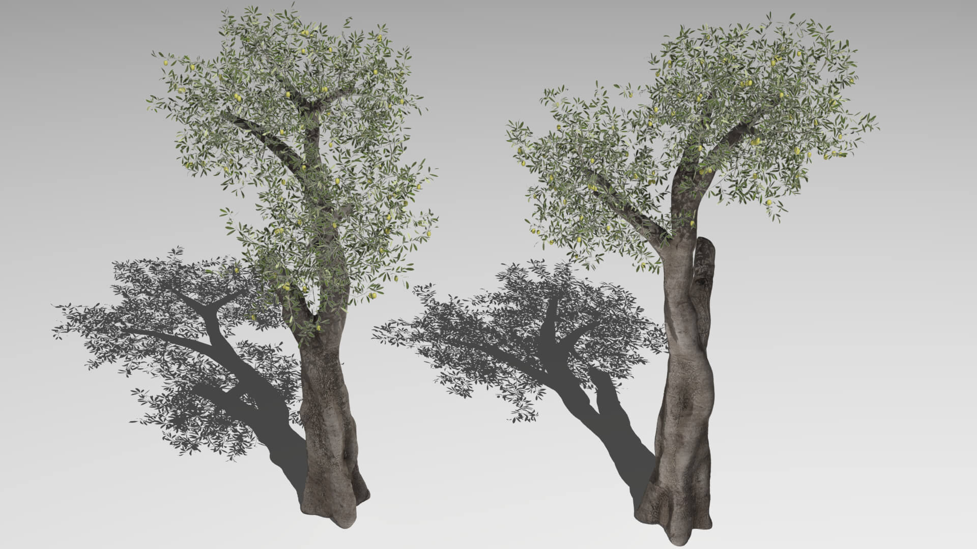 Six Olive Trees - 3D Model by Buncic