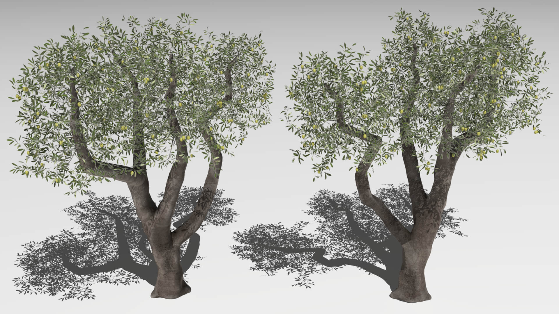 Six Olive Trees - 3D Model by Buncic
