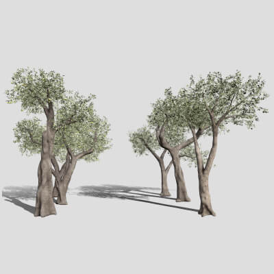Six Olive Trees - 3D Model by Buncic