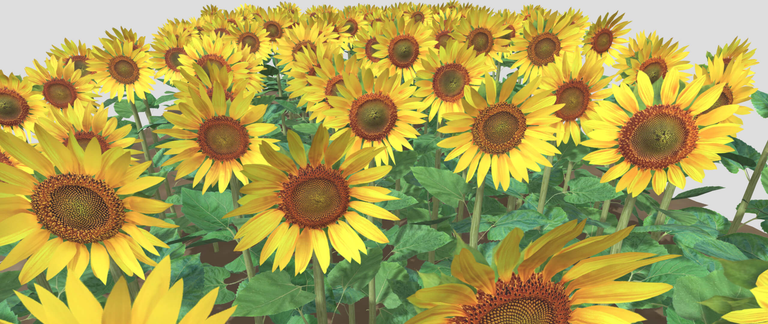 Sunflower Plants - 3D Model by Buncic
