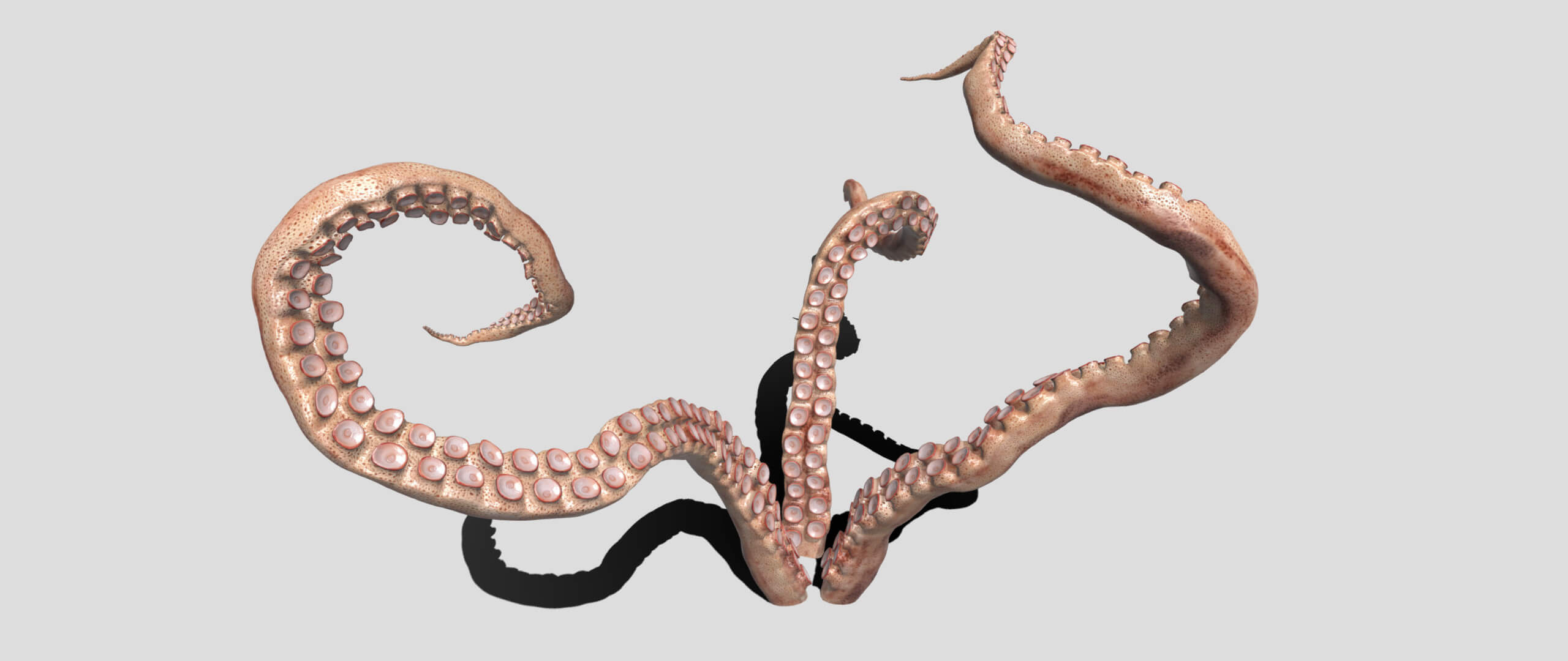 Tentacle - 3D Model by Buncic