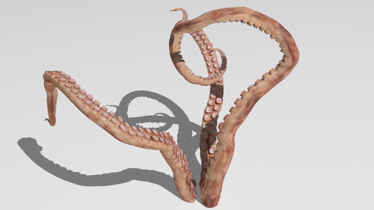 Tentacle - 3D Model by Buncic
