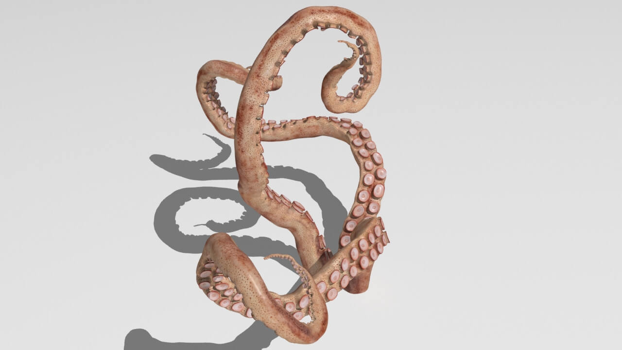 Tentacle - 3D Model by Buncic
