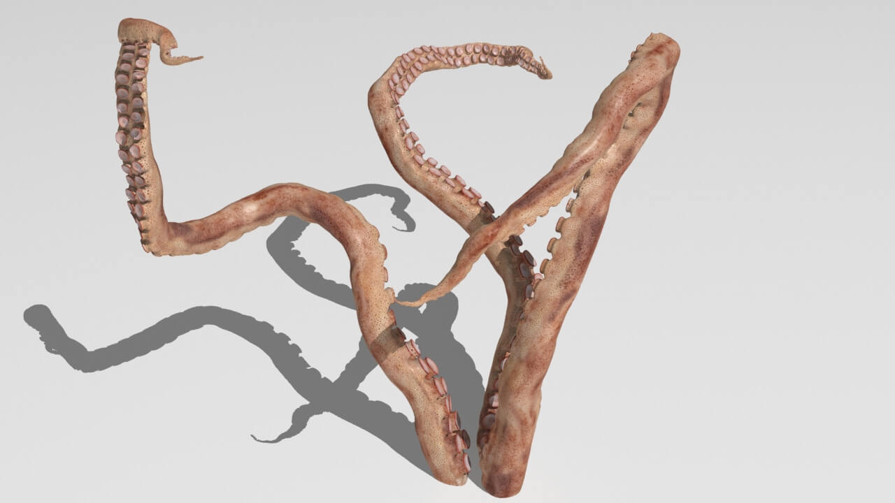 Tentacle - 3D Model by Buncic