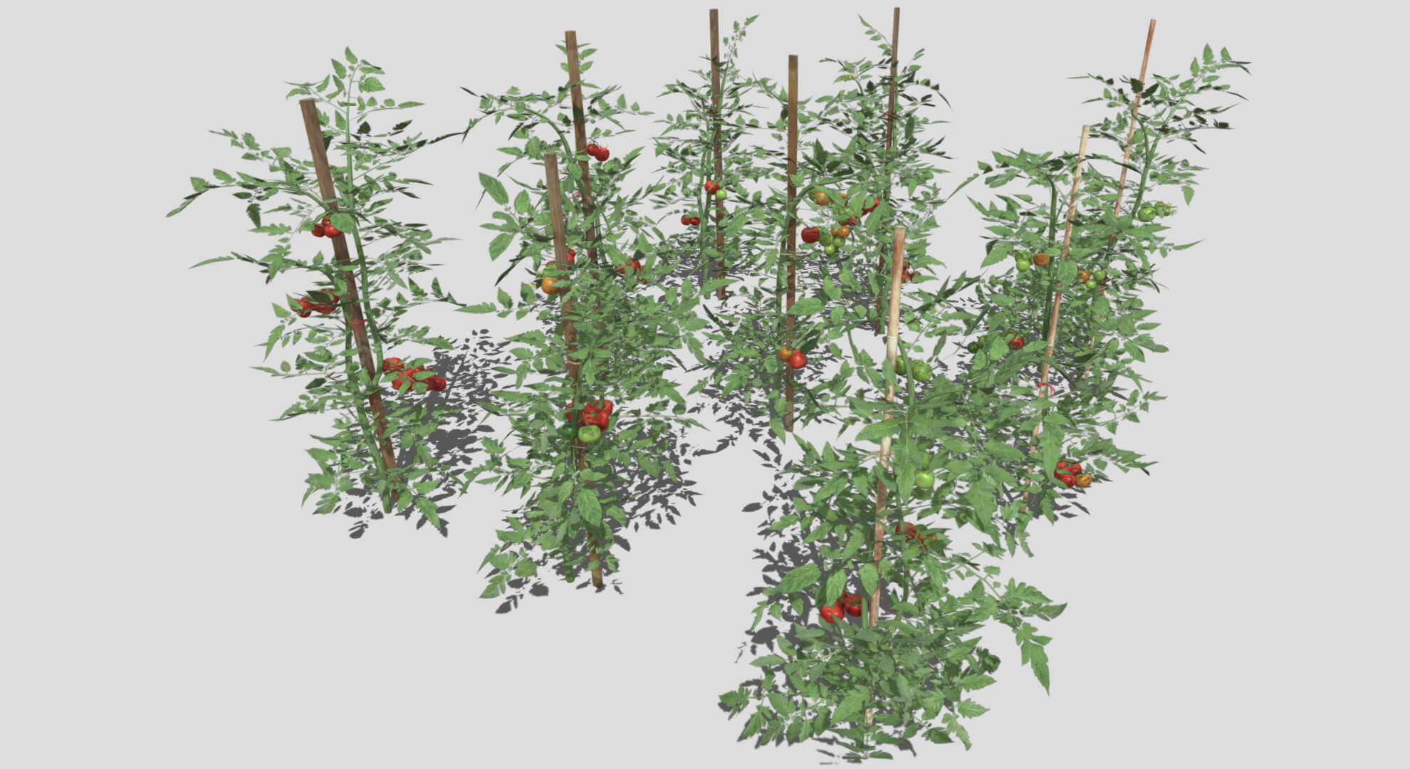 Tomato Plantation - 3D Model by Buncic