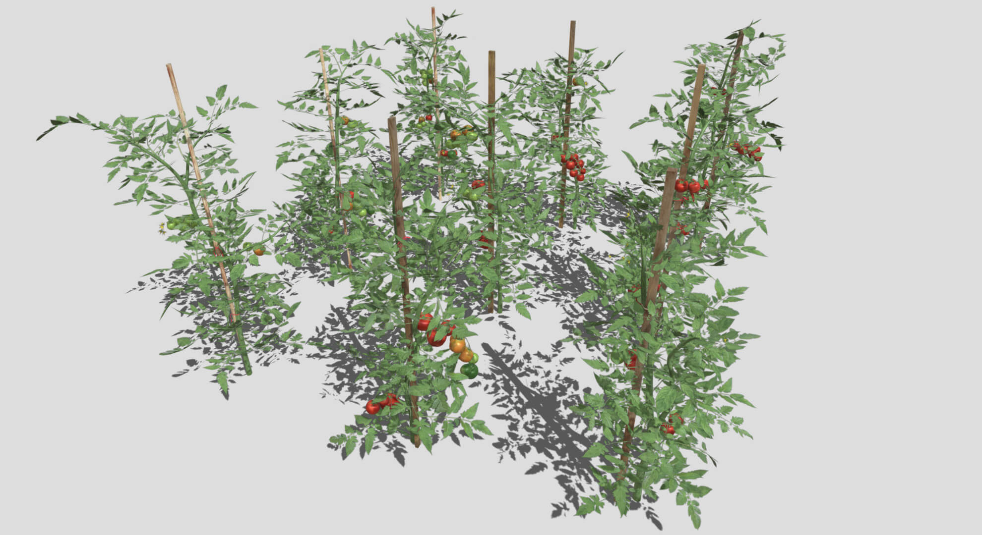Tomato Plantation - 3D Model by Buncic