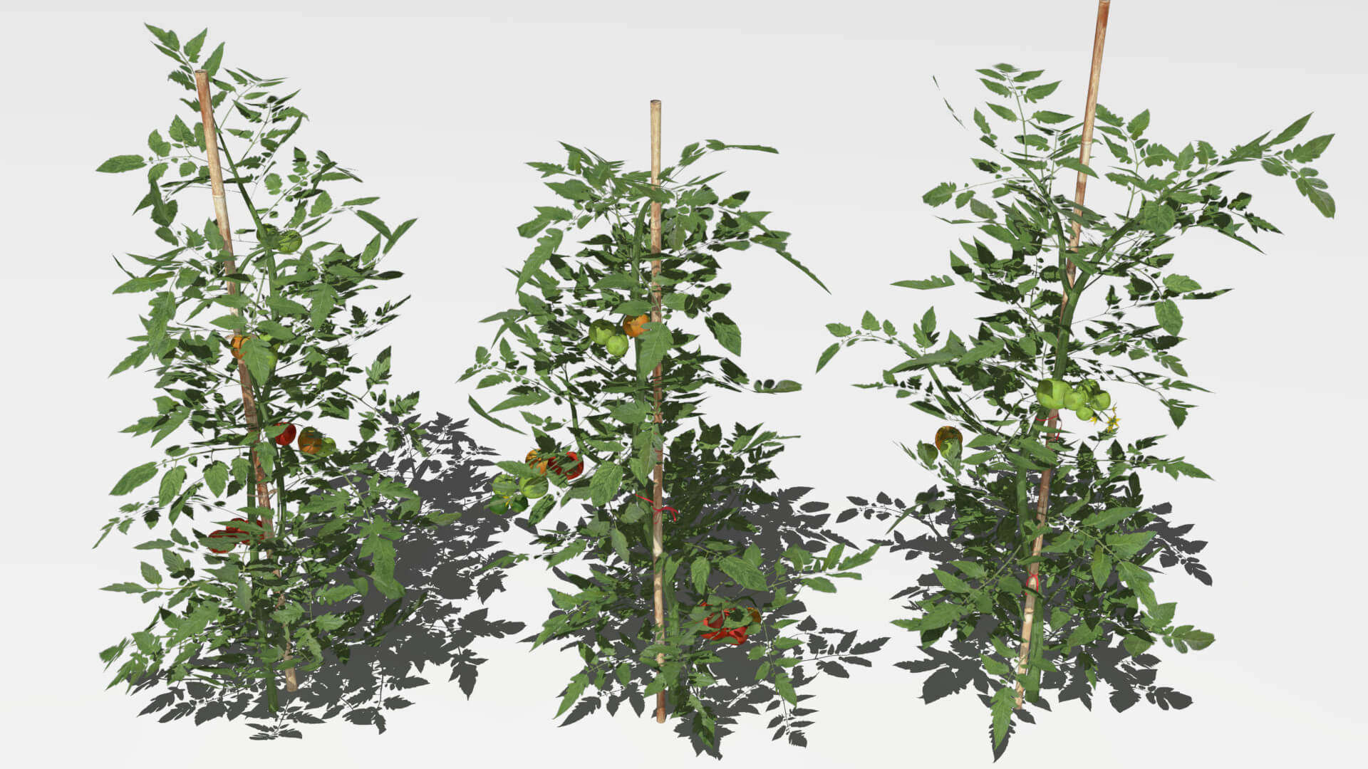 Tomato Plantation - 3D Model by Buncic