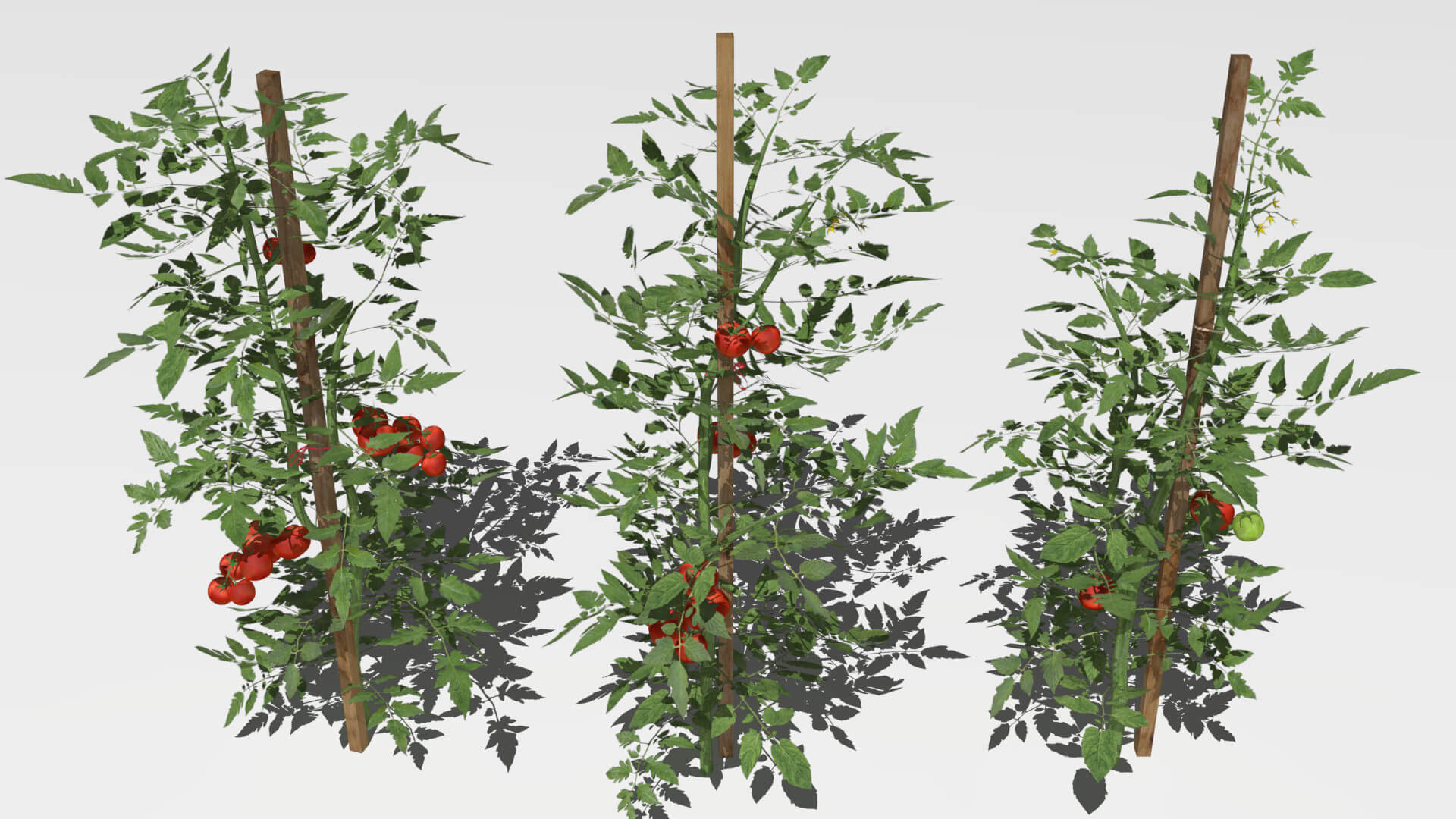 Tomato Plantation - 3D Model by Buncic